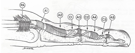 Climber Problems: The A2 Pulley Strain